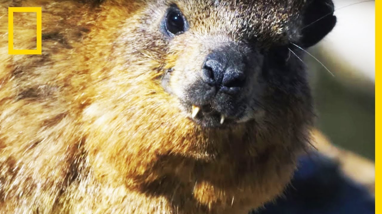 Connaissez-vous le curieux daman des rochers ? - YouTube