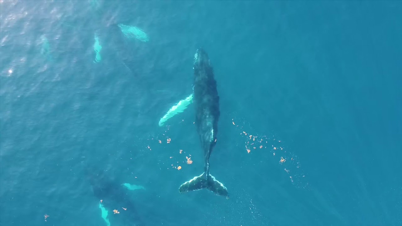 Humpback whales in Rincón, Puerto Rico - YouTube