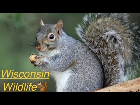 Squirrels vs. The World: The Ultimate Survival Showdown - YouTube