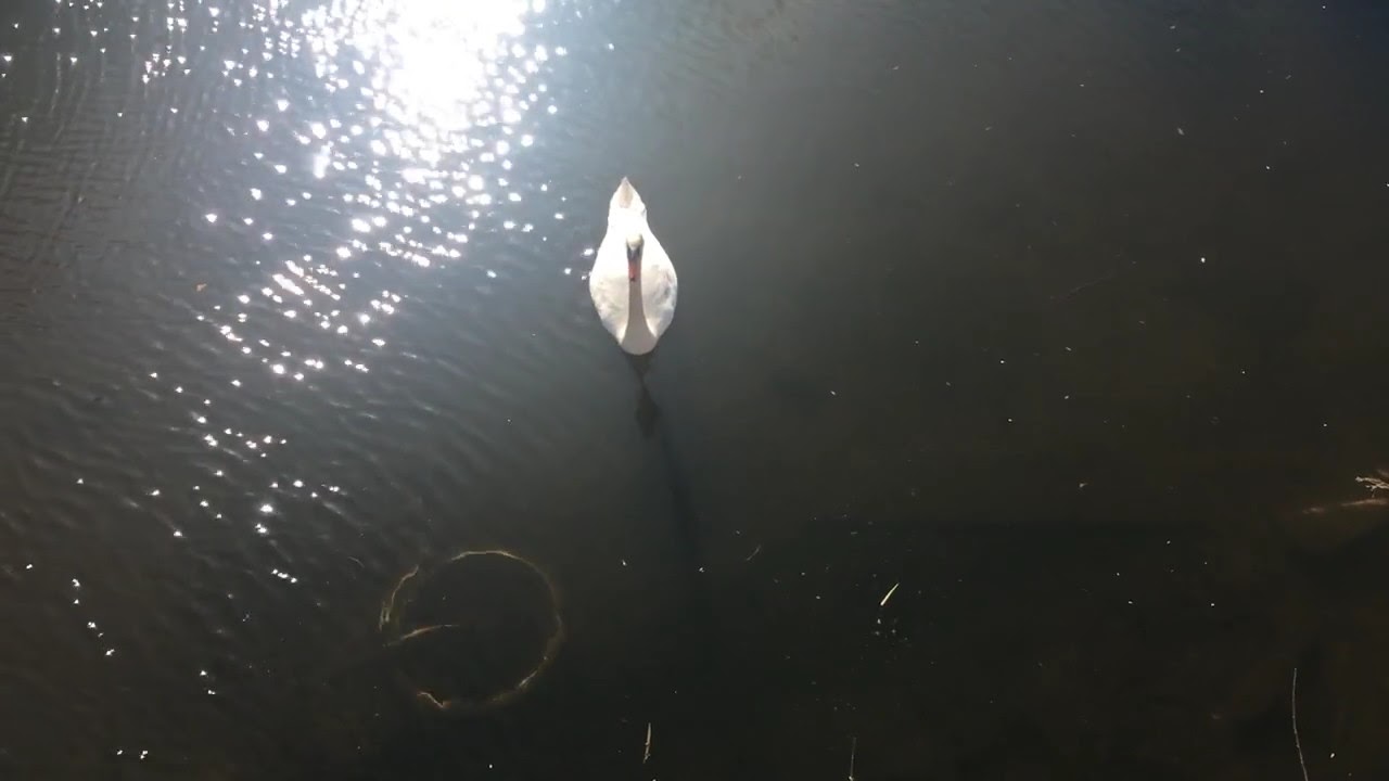 Svaner på rede i Danmark | Køge Å svane - YouTube