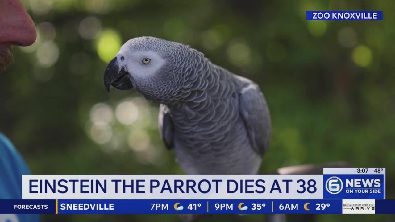 Famous Zoo Knoxville African grey parrot ‘Einstein’ dies after cancer ...