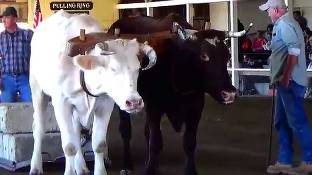Viewing Hard Ox Pulling Contest (Part-2) - YouTube