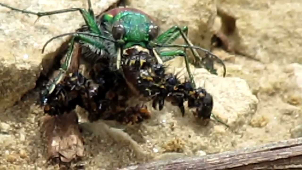 WI Beetles 2012: Splendid Tiger Beetle - YouTube