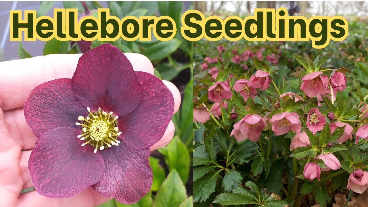 Growing Hellebore Seedlings (Lenten Rose) - YouTube