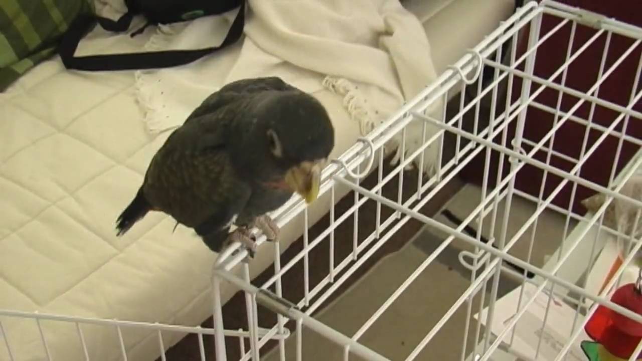 Brie the Baby Bronze Winged Pionus (HD) - YouTube