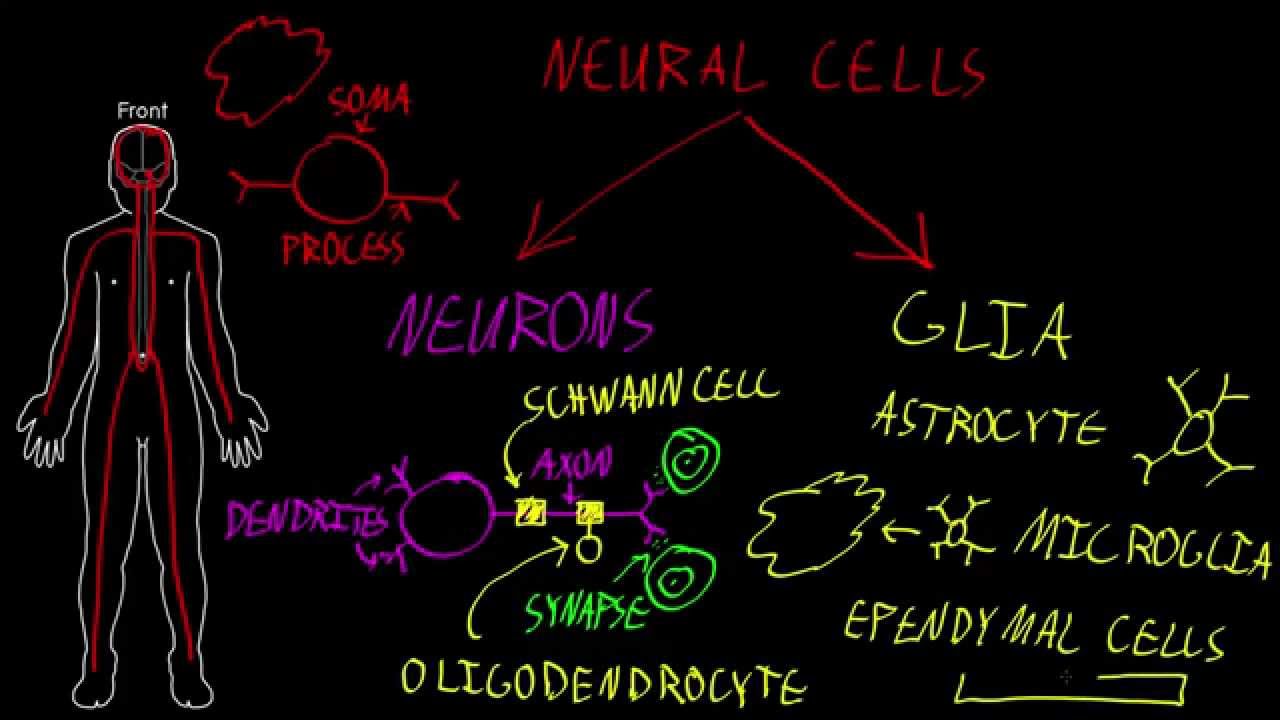 Neural cells - YouTube