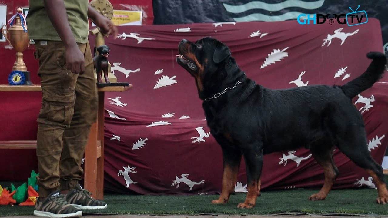 Huge Rottweiler displays super obedience through sign language - YouTube