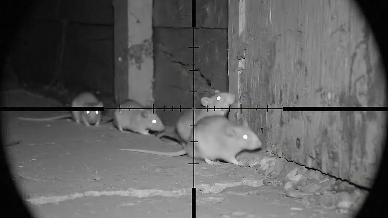 Night Rat Hunt – Extreme Pest Control in Action #hunting #texas - YouTube