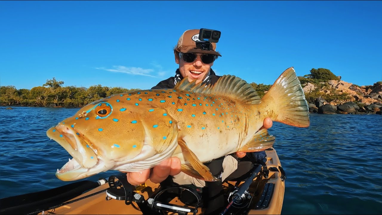 CRAZY LOOKING FISH AROUND TROPICAL ISLANDS ----- CORAL TROUT IN MACKAY ...