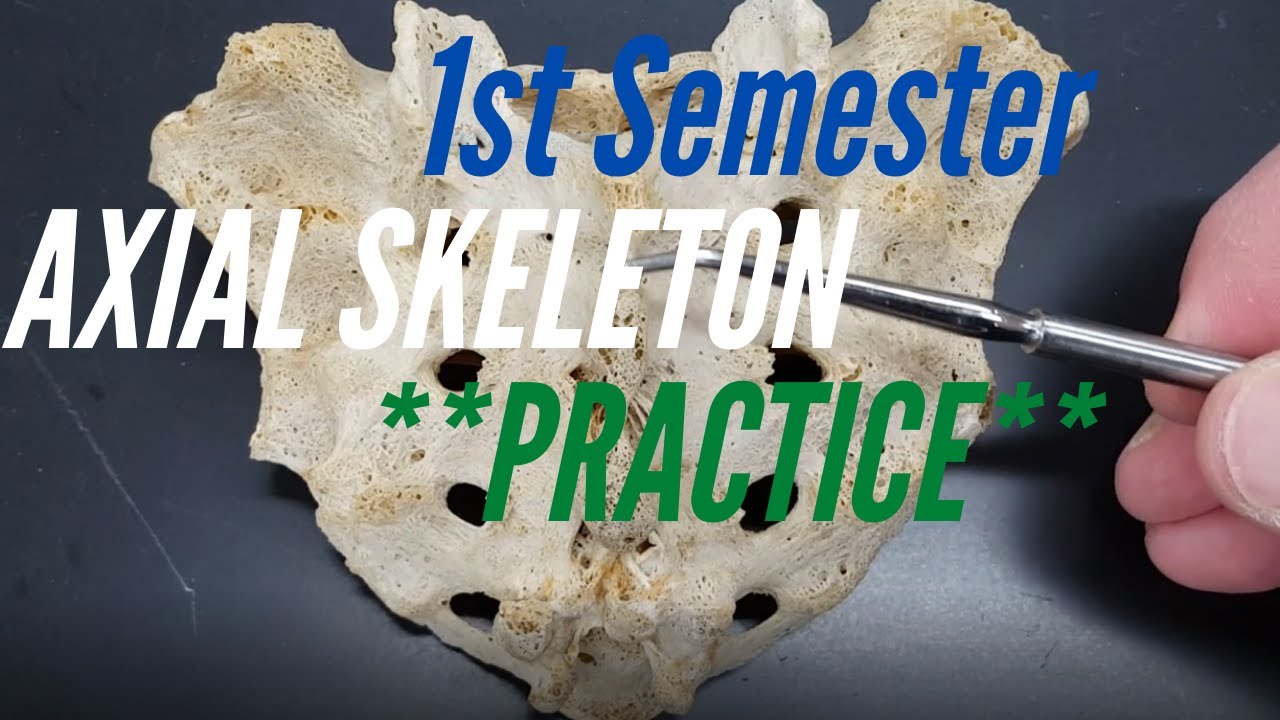 AXIAL SKELETON: A&P Practice for First Semester, Skulls, Vert., Ribs ...