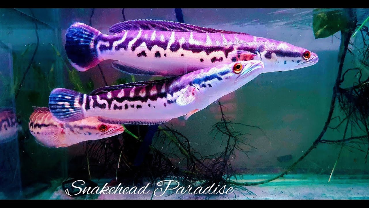 Admiring the Giant Snakeheads | Channa micropeltes Top Freshwater ...