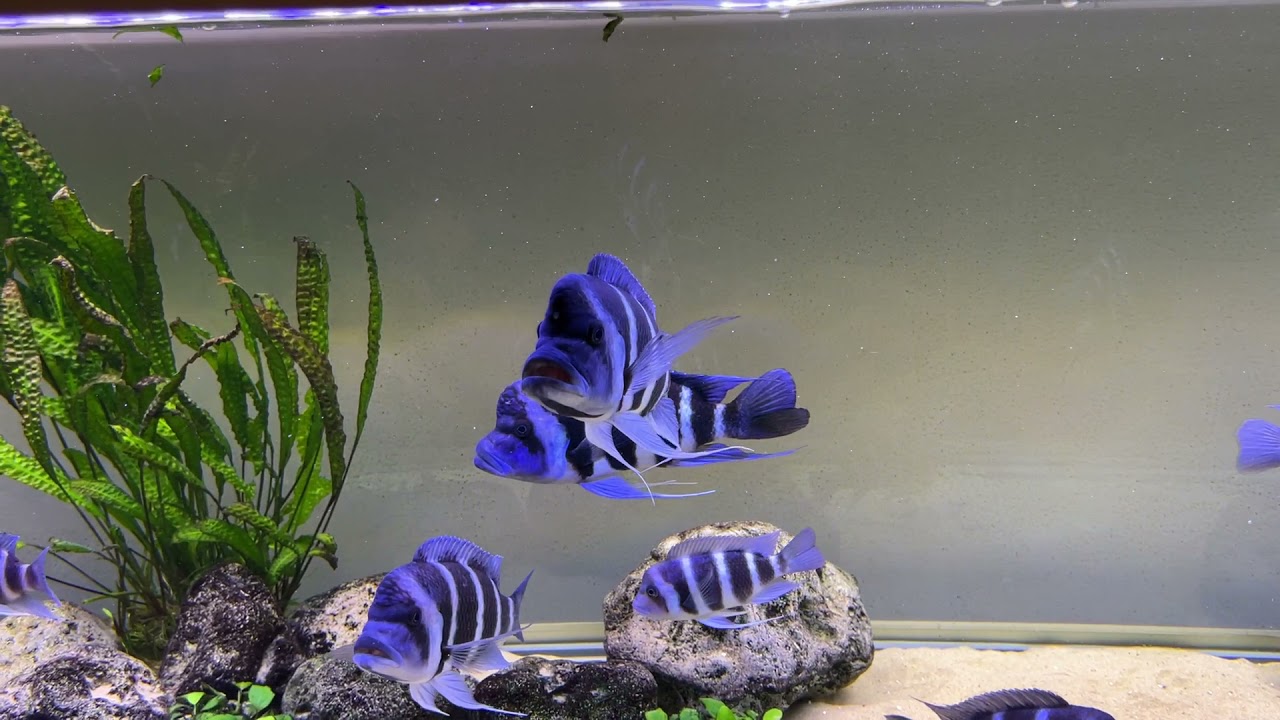 Frontosa kitumba - YouTube