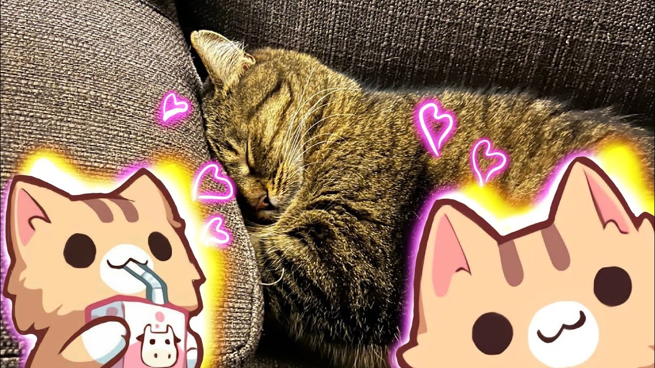 How to love cat? Cat purring? (Purr) - YouTube