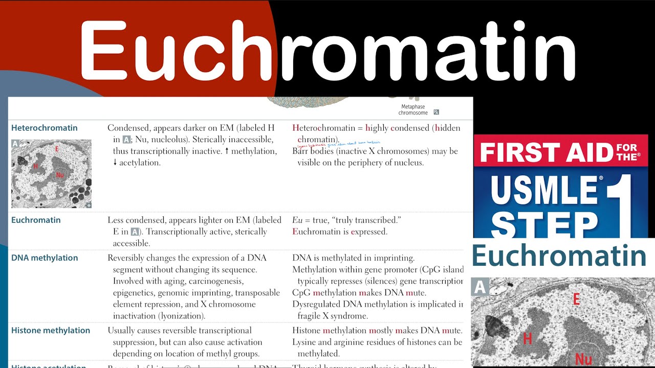 Euchromatin in Hindi/Urdu by first aid for USMLE step 1 - YouTube