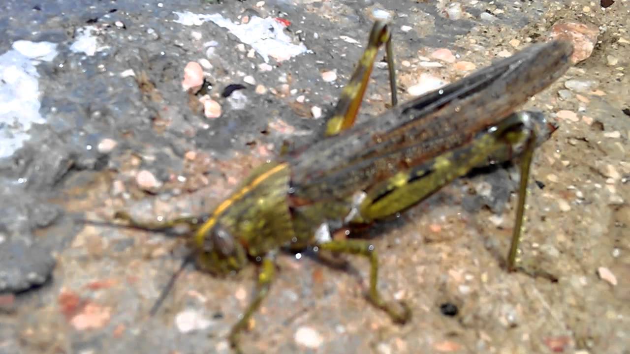 Grasshopper drinking water - YouTube