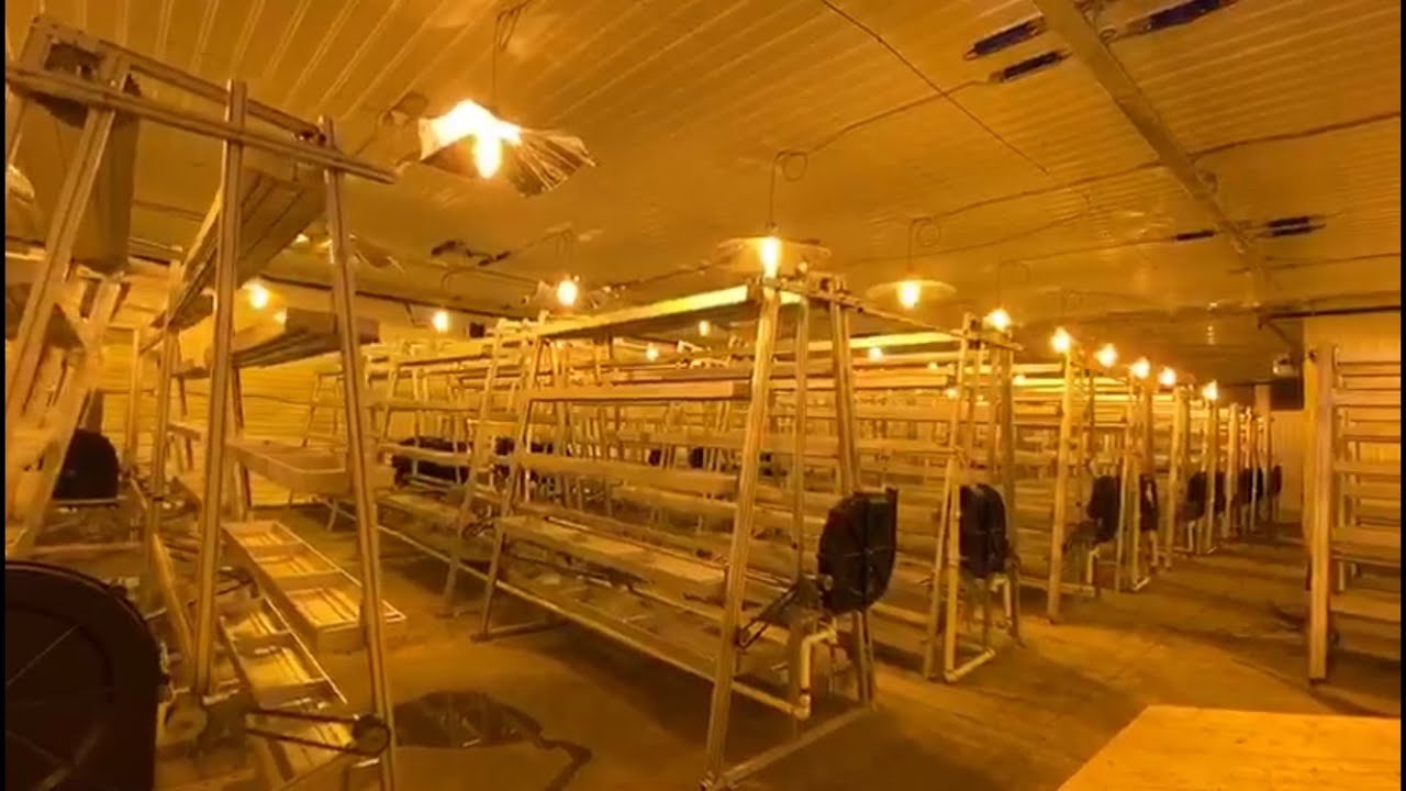 First Canadian Strawman Farm/Sky Greens vertical indoor farm complete ...