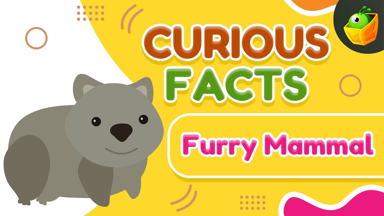 Family Ties | Furry Mammals in Action | Brain Boosting Activities ...