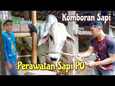 Perawatan Sapi PO Trandisional | Ramuan Komboran dan Memandikan Sapi PO ...