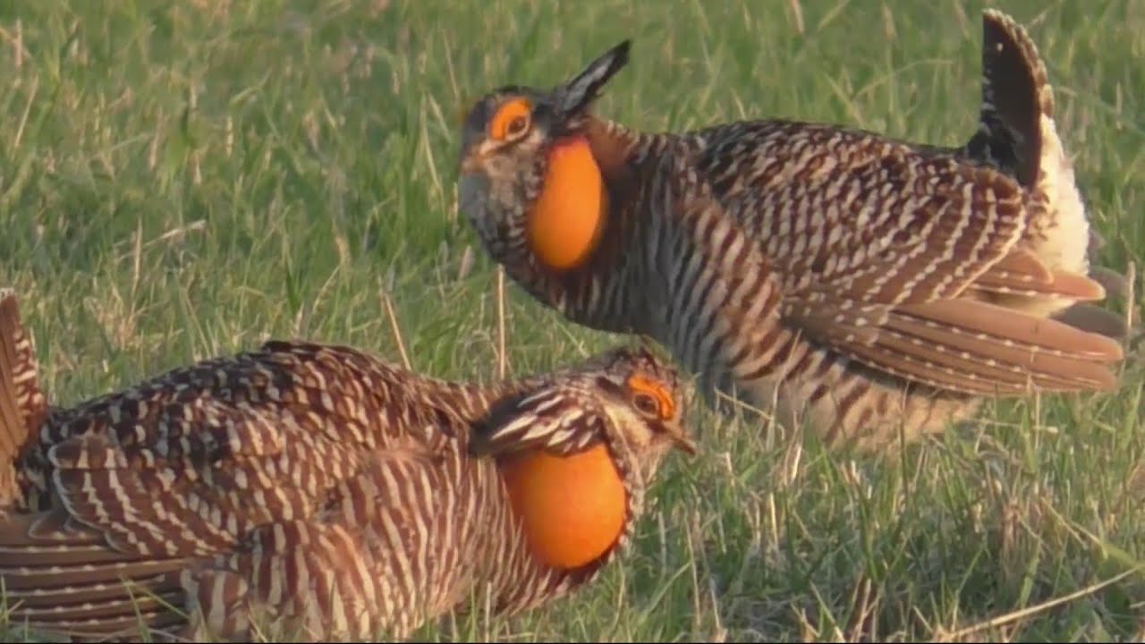 Last legs: Down to just 21 birds, Iowa's prairie chicken population ...