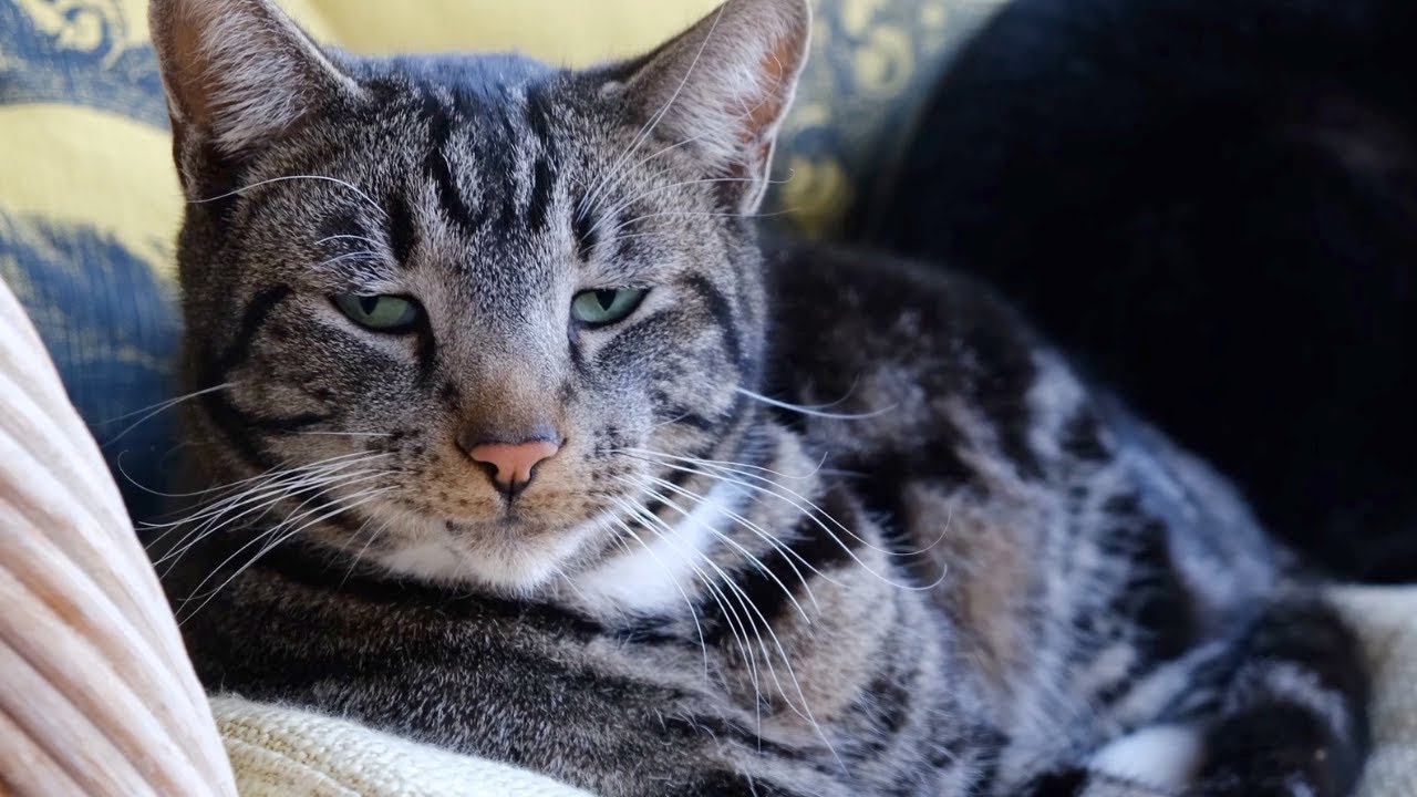 Calming Music For Humans And Cats, Cute Cats, Relax With Cats - YouTube