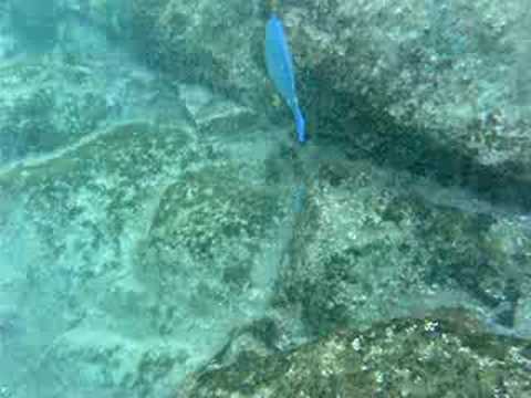 Fish in Natural Pool Aruba - YouTube