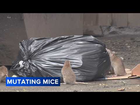 Mutating mice becoming growing problem in Philly, researchers say