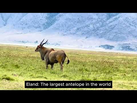 Eland - The World's Largest Antelope