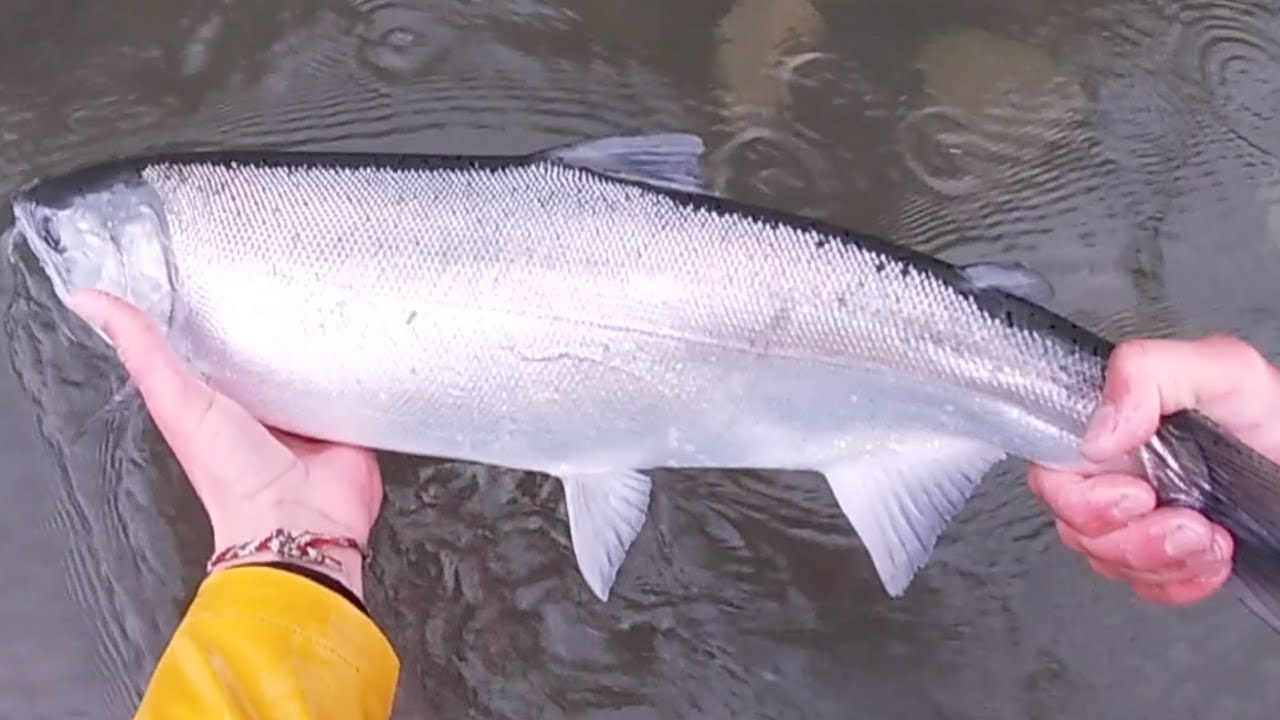 Coho Salmon Campfire Catch and Cook (Lots of Bobber Downs) - YouTube
