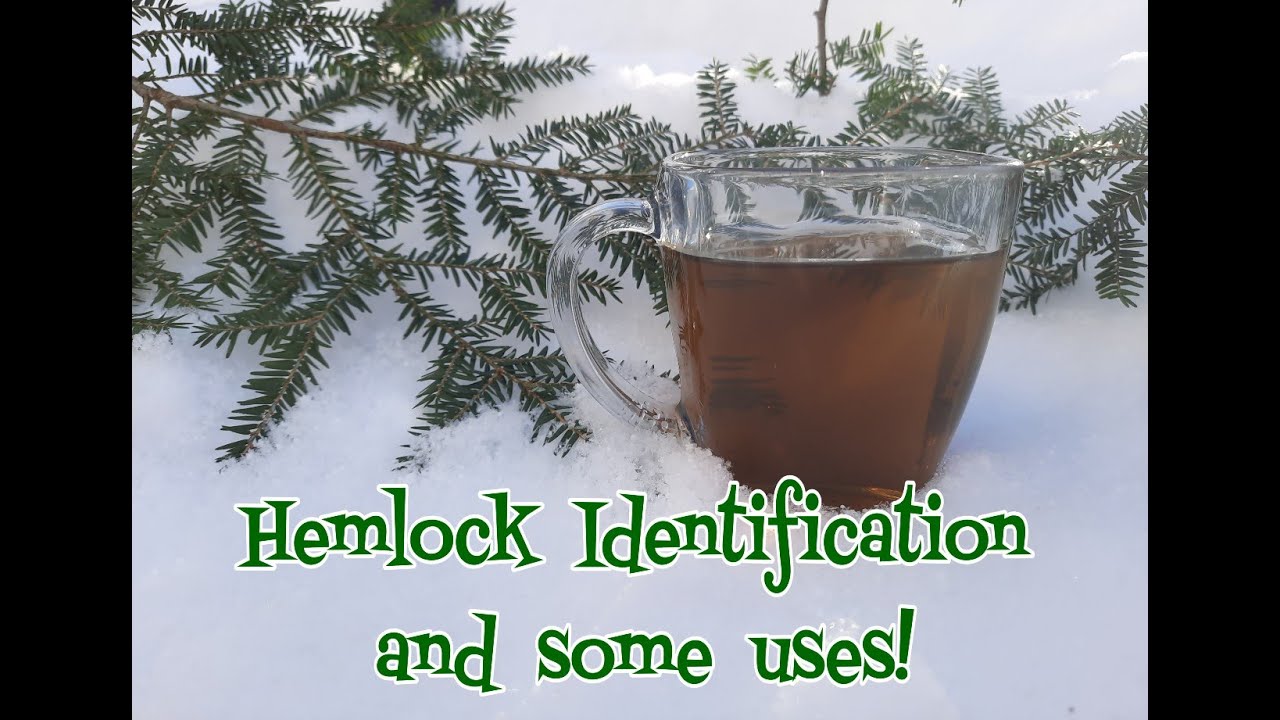 Hemlock Identification and Uses - YouTube