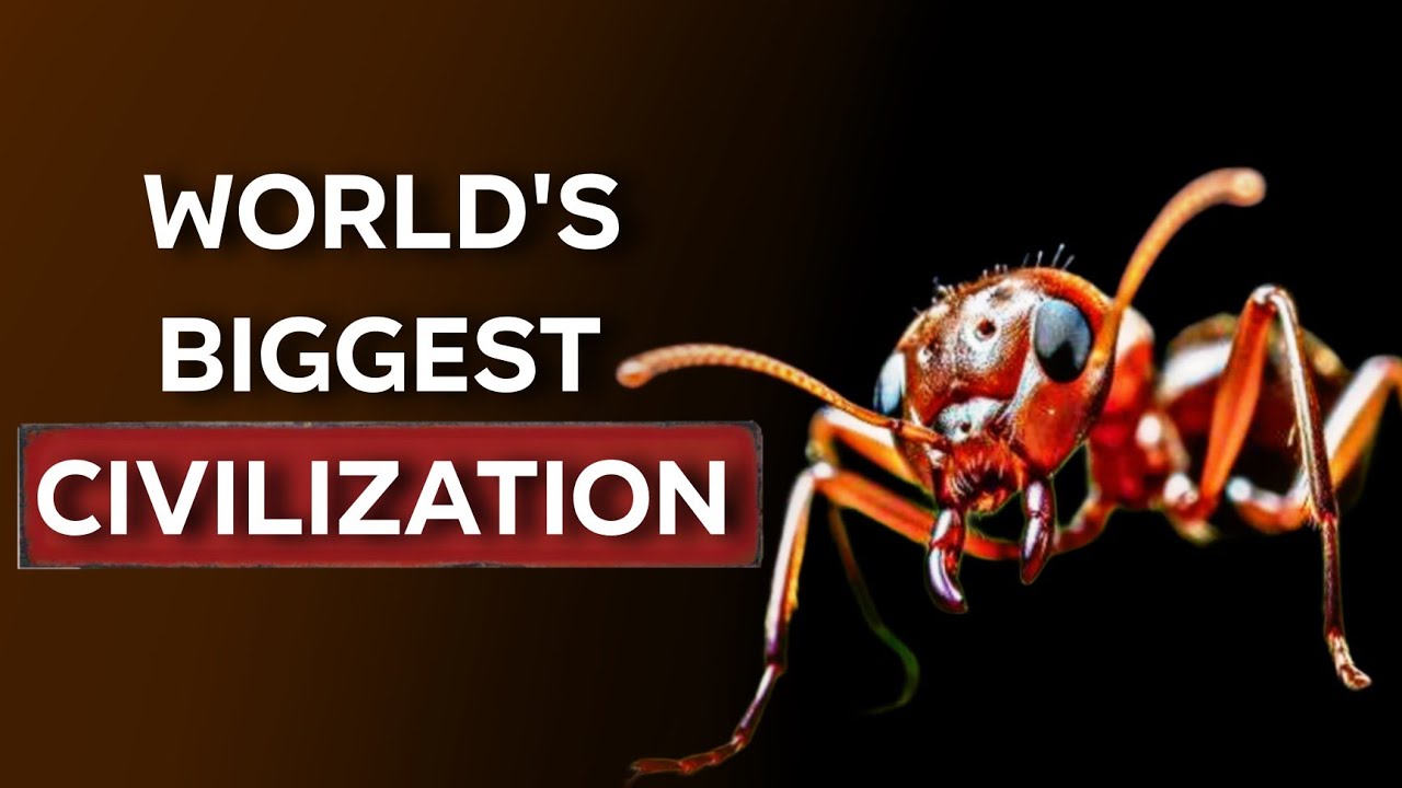 Unveiling the Secret Society: Ants - The World's Biggest Civilization ...