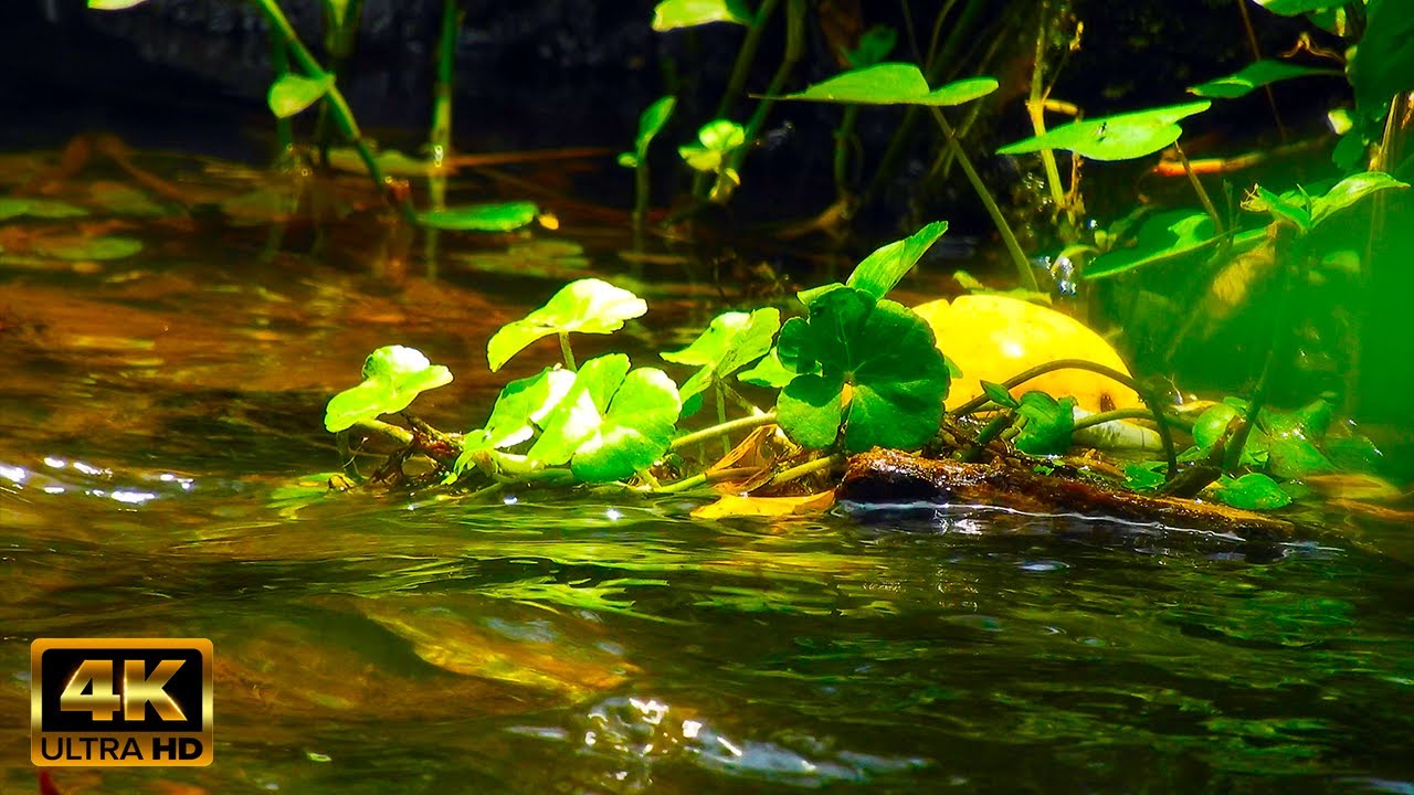 Relaxing Natural Sounds of Murmuring Water Stream and Birds Chirping ...