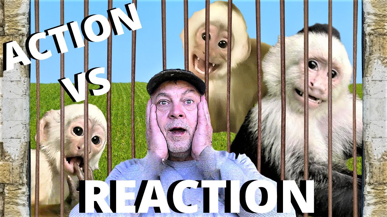 INCREDIBLE:😮 Monkey Enforces Owner's command! | Catch Cage, Monkey ...