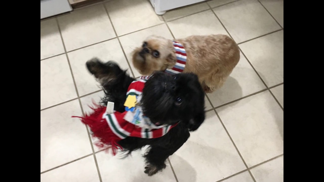 yo dogs and cats! - YouTube