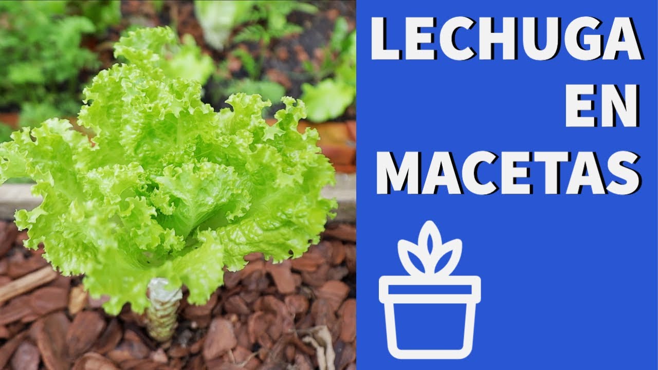 Toneladas de Lechuga en Macetas. Aprende cómo cultivar y cosechar ...