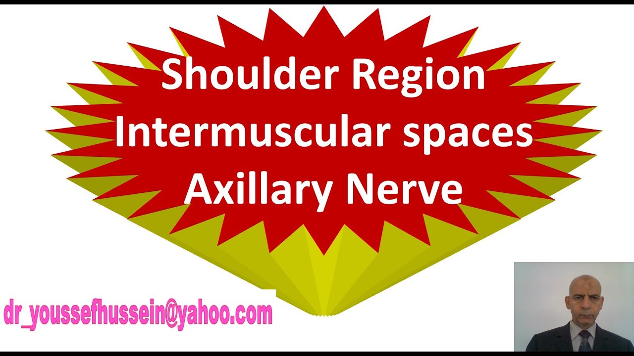 11. Shoulder Region - Intermuscular spaces - Axillary nerve - YouTube