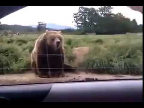 El sallayan kadına ayının verdiği tepki izleyenleri güldürüyor www.senkaya-haber.com