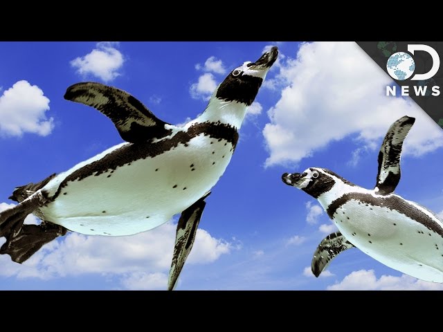 Why Birds Cant Stop Flying Into Things Youtube