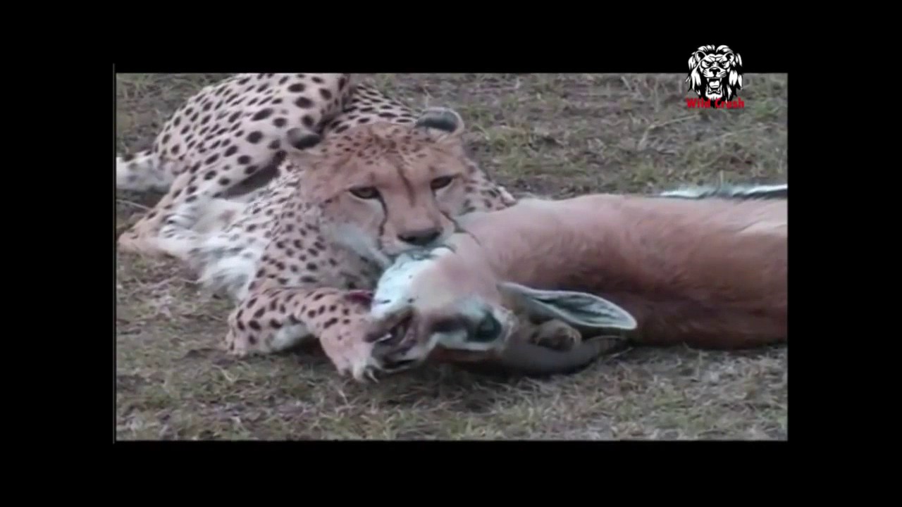Most Amazing Wild Animal Attacks - Prey Animals vs Predator Fight Back ...