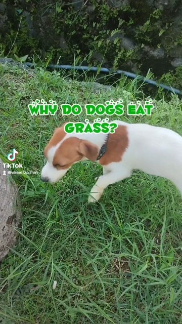 Asong DaMO 🐾🌱🐾 #indie #dog #doglover #doglife #pet #furyou #fypシ゚viral ...