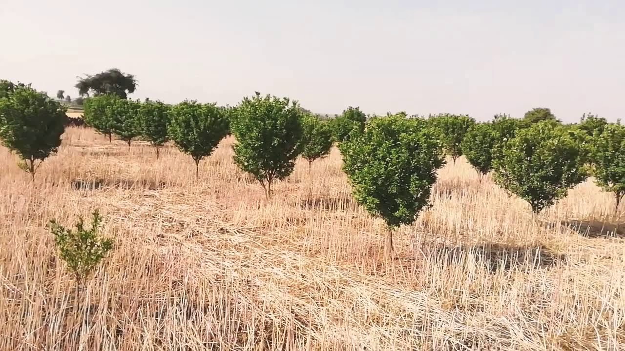 नारंगी का बगीचा / orange garden, narangi ki kheti - YouTube