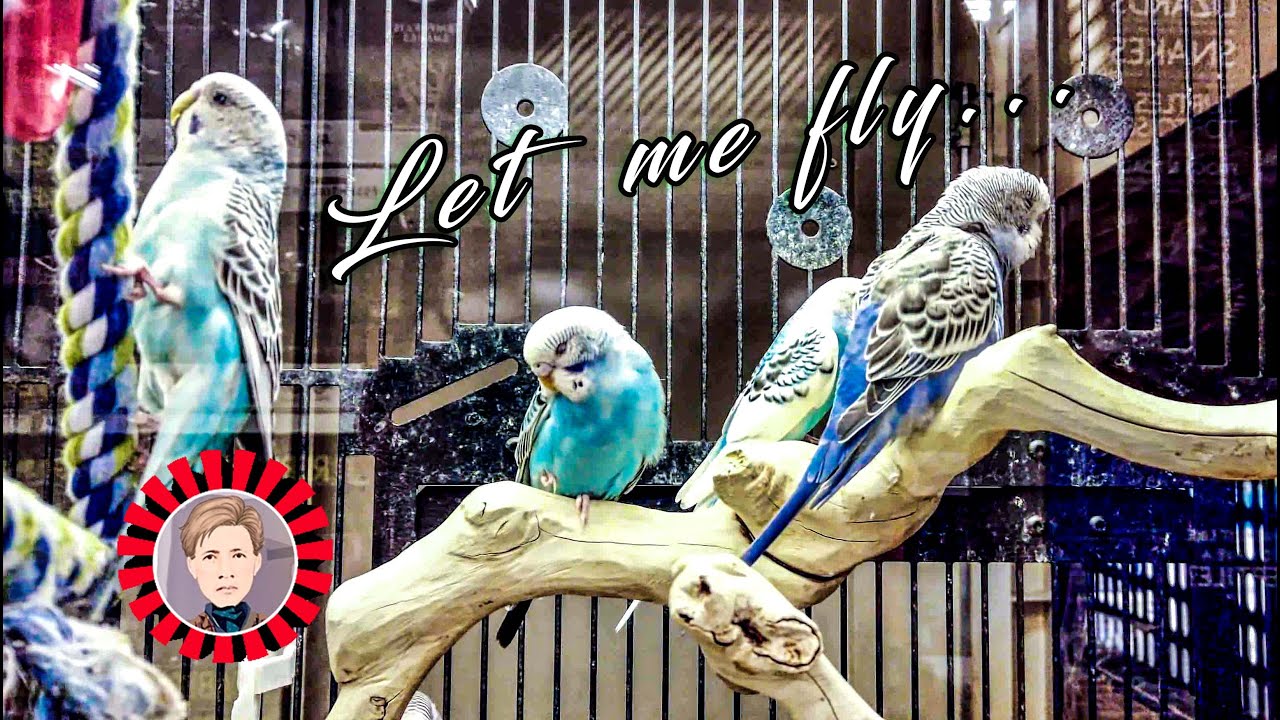 Let me fly... - YouTube