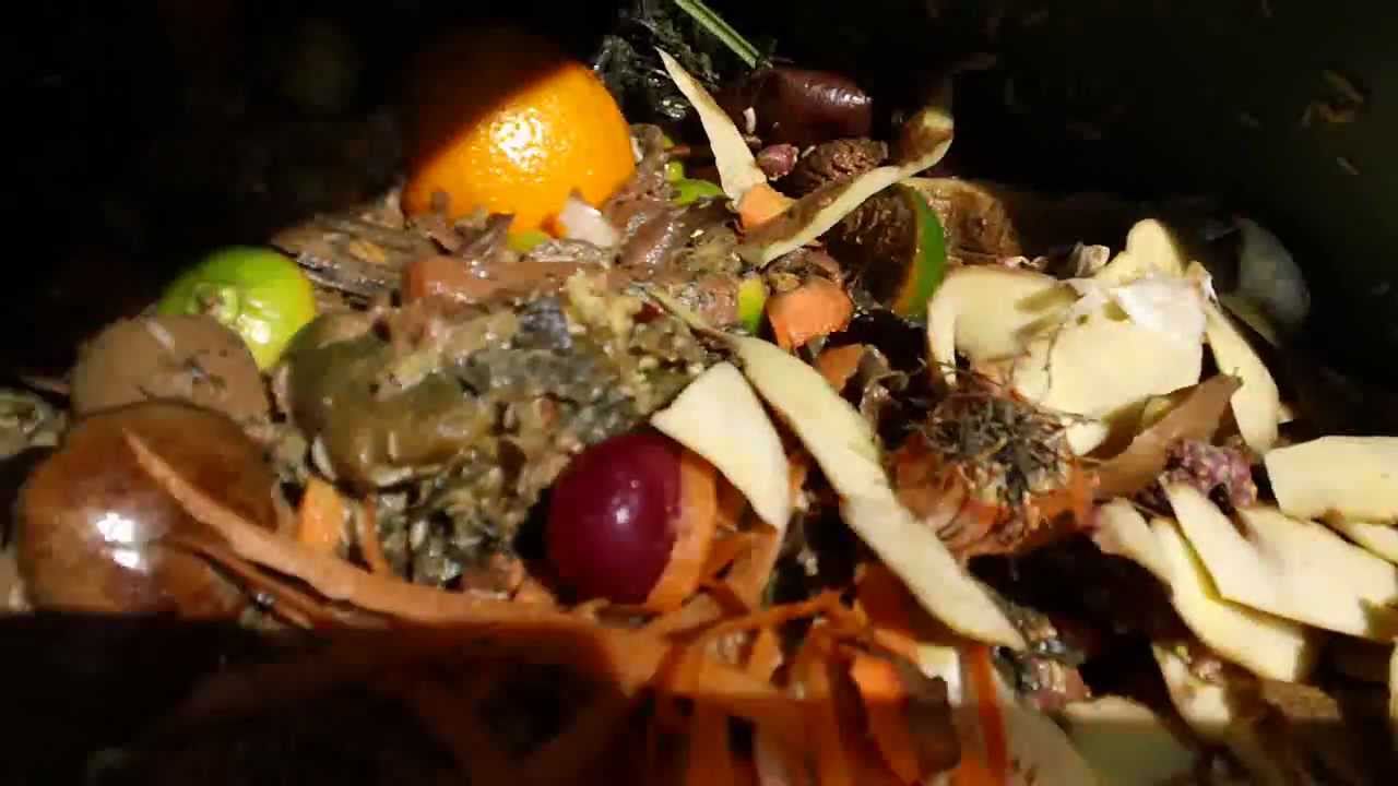 Maggots In Human Eye