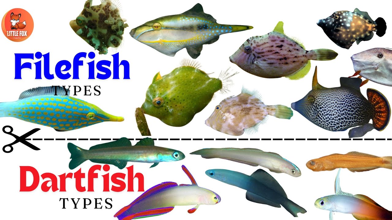 Types of Dartfish & Filefish species name in English #kids #animals # ...