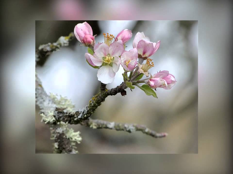 Nelson Eddy Sings - May Day Carol - YouTube