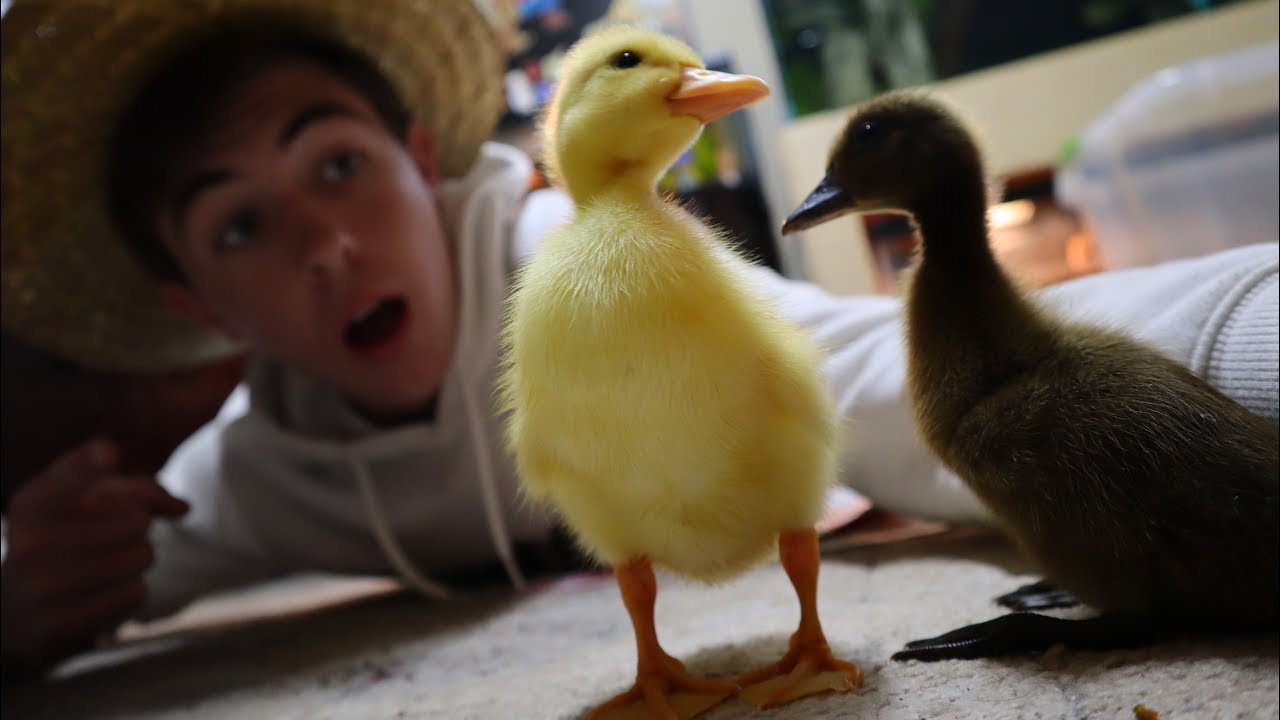 My NEW Baby DUCKS! - YouTube