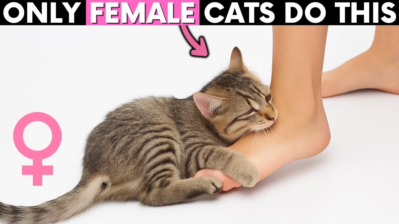 ONLY FEMALE Cats Do THIS... The REASON WILL MELT Your HEART - YouTube