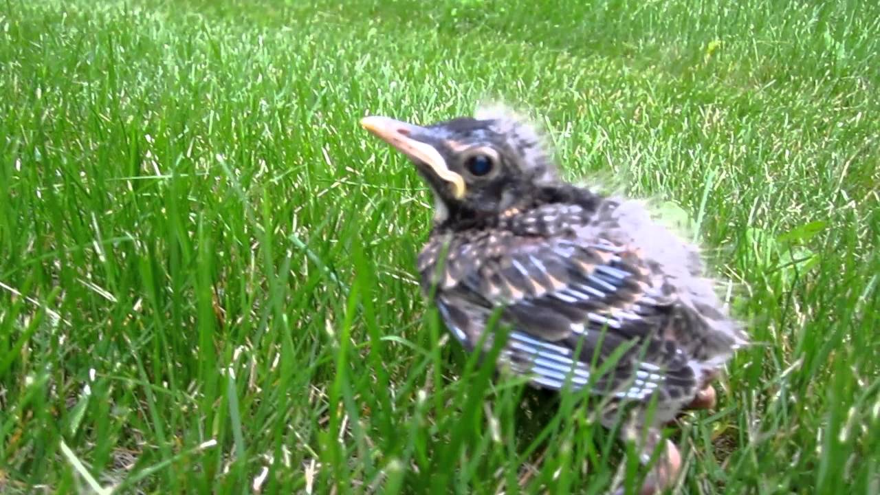 Hopping Robin - YouTube