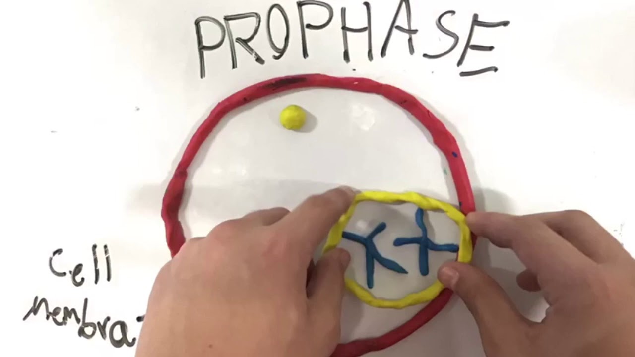 Mitosis stop motion video by Derek and Alec - YouTube