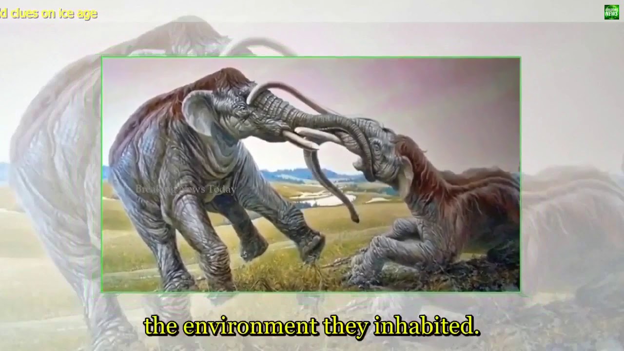 1455 Breaking News Animal mummies to yield clues on ice age - YouTube
