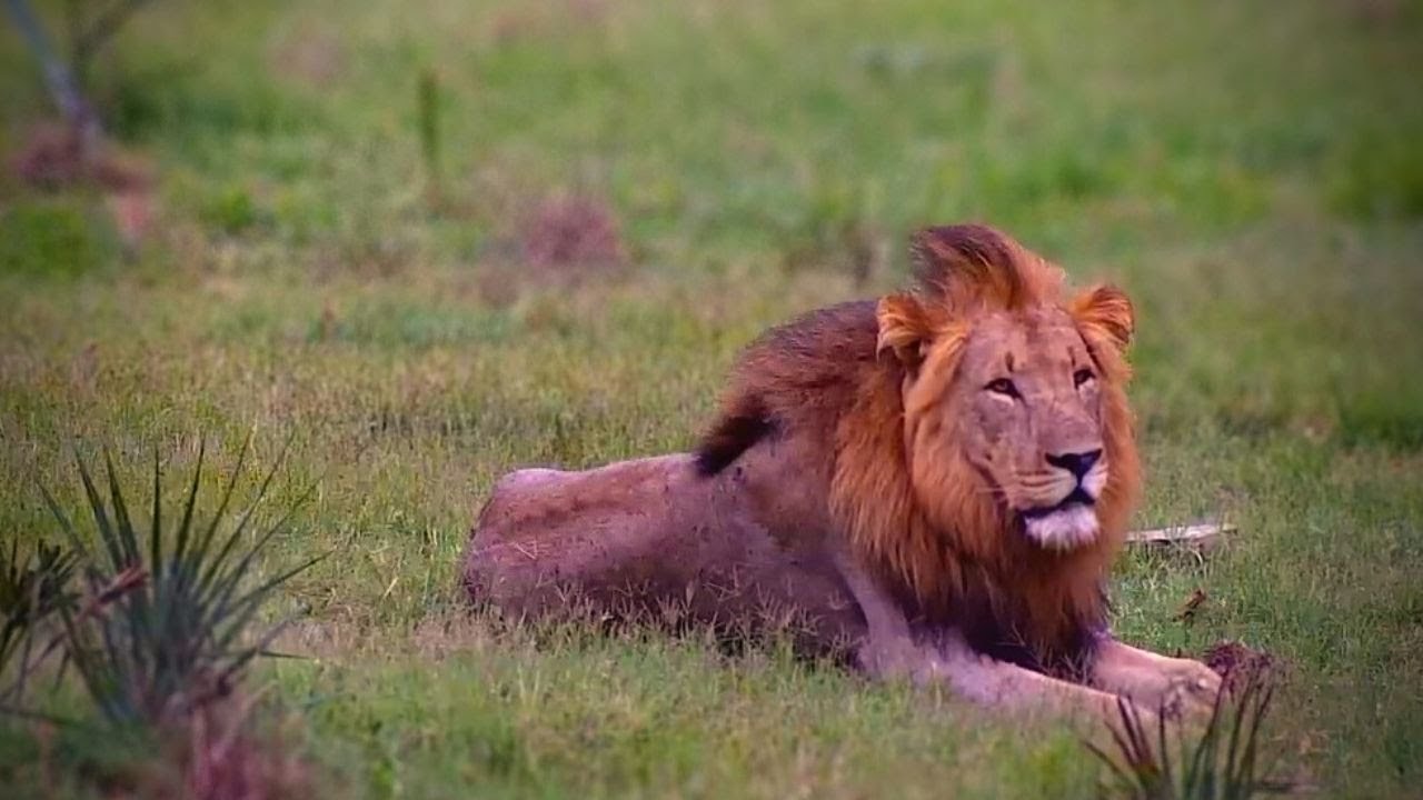 A Handsome Lion - YouTube
